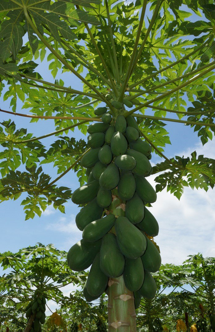 Brazilian papayas feeling effects of El Niño - HLB Tropical