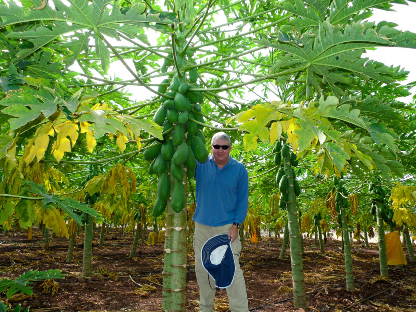 Papaya Consumer Info - HLB Tropical